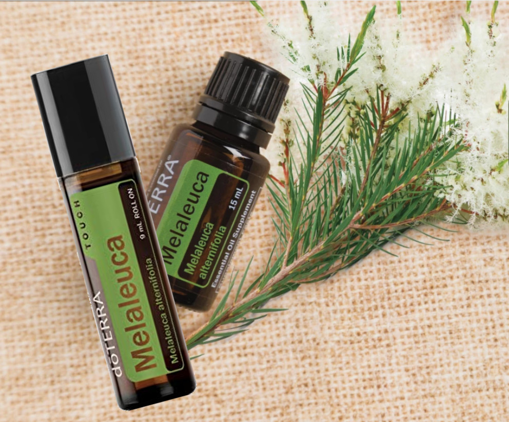 Melaleuca Touch Melaleuca alternifolia Calivita und Lavylites